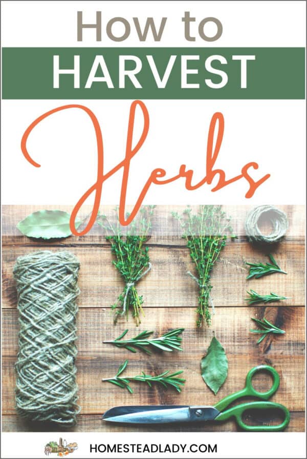 Woodland Herbs for Forest Farming • Homestead Lady