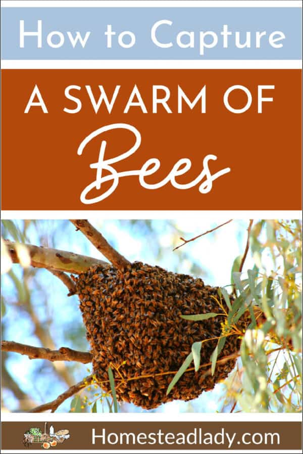 How to Capture a Swarm of Bees • Homestead Lady