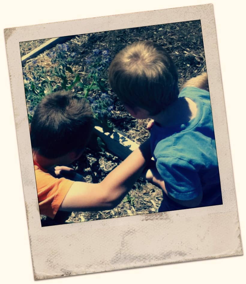 How to Host a Farm Tour for Children • Homestead Lady