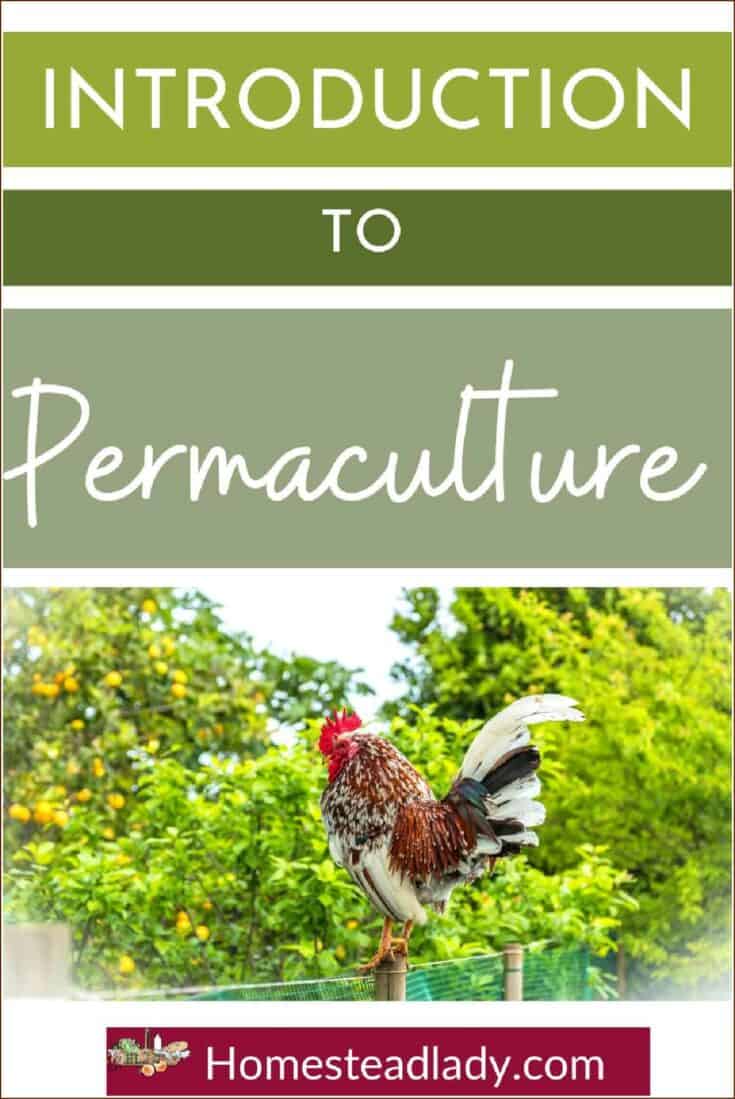 A Short Introduction to Permaculture • Homestead Lady