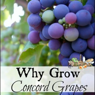 Grape Coffee Cake with Crumble Topping • Homestead Lady