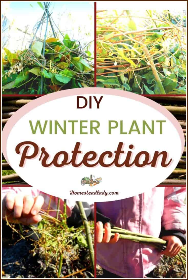 DIY Winter Plant Protection • Homestead Lady