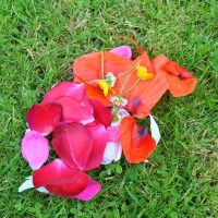Make Homemade Biodegradable Confetti • Homestead Lady