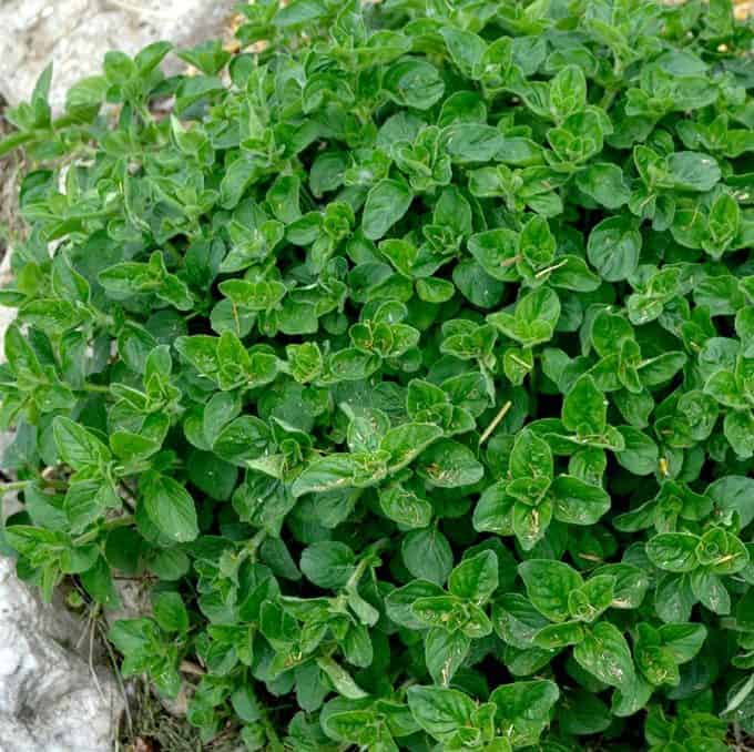 Direct Sow Herbs for Planting in the Garden • Homestead Lady
