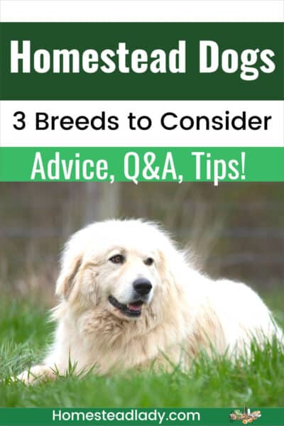 Homestead Dogs: Do You Need a Livestock Guard Dog • Homestead Lady