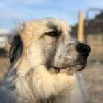 Homestead Dogs: Do You Need a Livestock Guard Dog • Homestead Lady