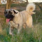 Homestead Dogs: Do You Need a Livestock Guard Dog • Homestead Lady