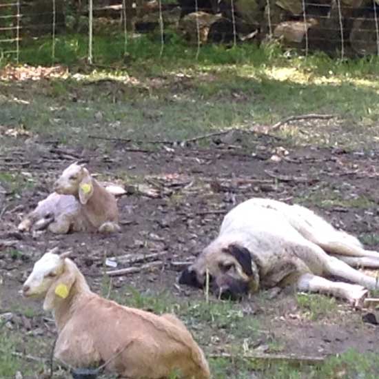 Homestead Dogs: Do You Need a Livestock Guard Dog • Homestead Lady