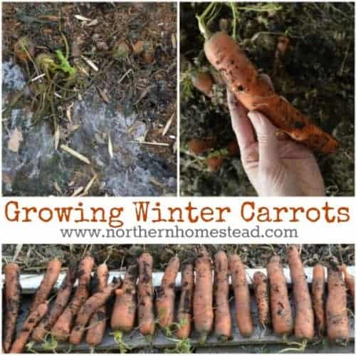 Do I Have to Can? Food Preservation Goals • Homestead Lady