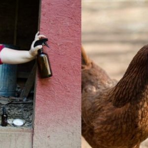 Chicken House: Coop Cleaning with Kids • Homestead Lady