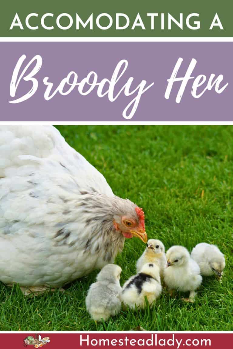 Accommodating a Broody Hen - FAQs & Tips for Success! • Homestead Lady