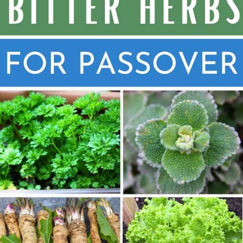 Woodland Herbs for Forest Farming • Homestead Lady