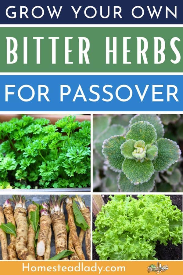 Grow Bitter Herbs for Passover • Homestead Lady