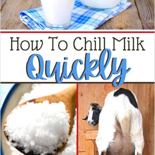 Home Dairy: How to Cool Milk Quickly • Homestead Lady