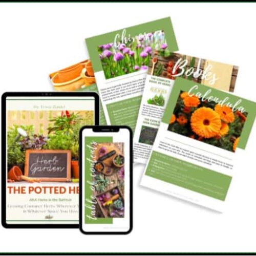 Direct Sow Herbs for Planting in the Garden • Homestead Lady