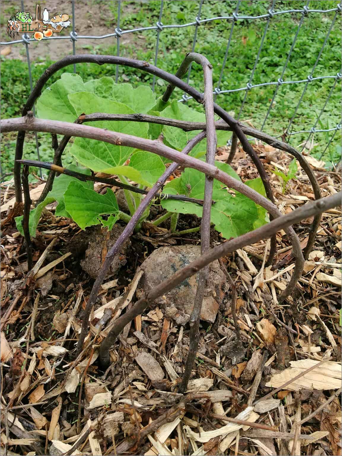 What to Do With Sticks in the Yard • Homestead Lady