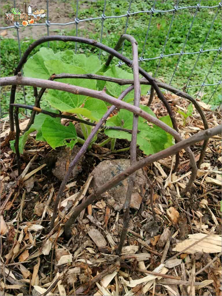 What to Do With Sticks in the Yard • Homestead Lady