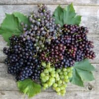 Planting Zones: Understanding Climate and Microclimates • Homestead Lady