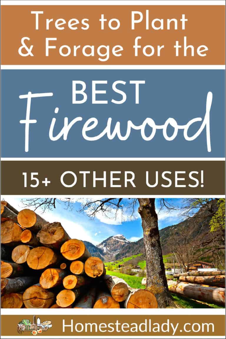 Trees to Plant & Forage: Best Firewood + Other Uses! • Homestead Lady