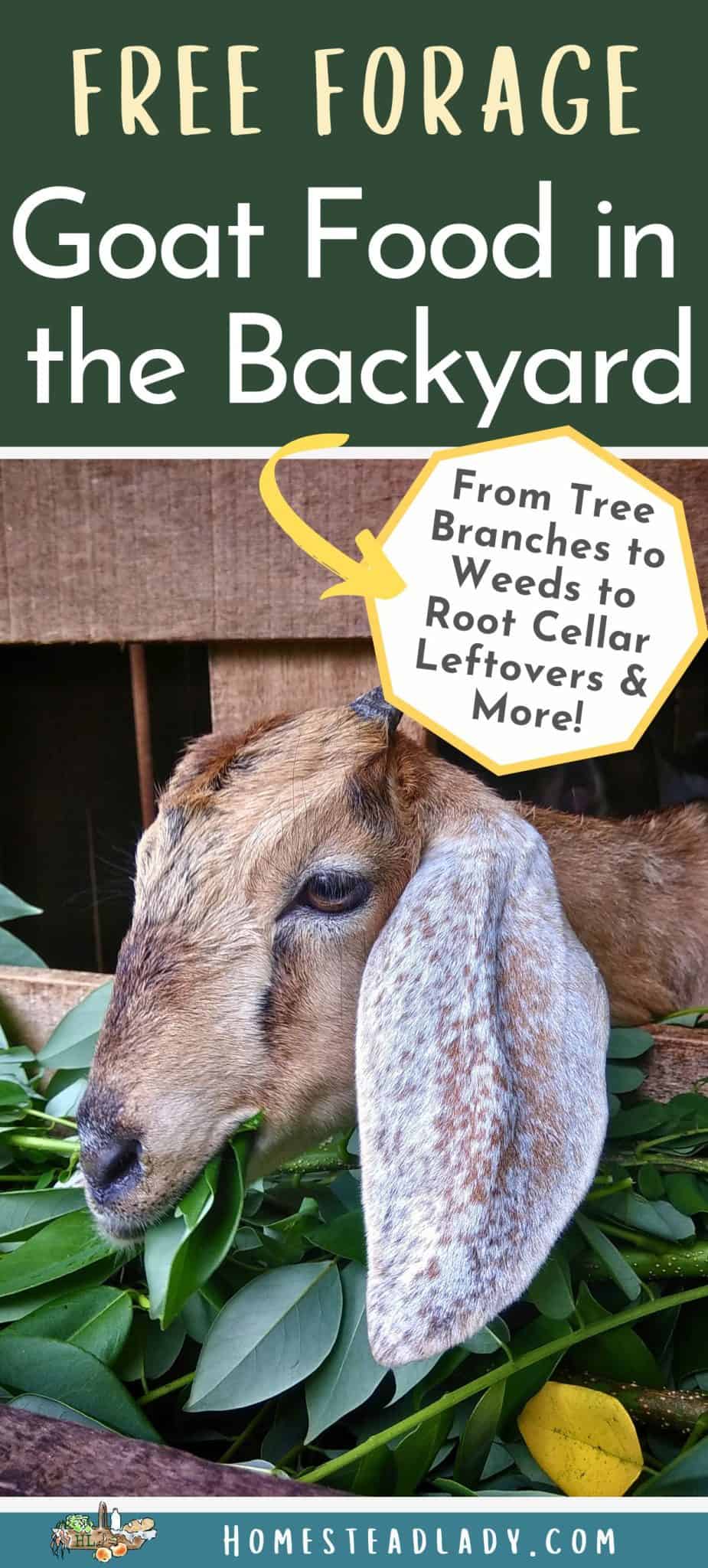 Goat Forage in your backyard - Homestead Lady