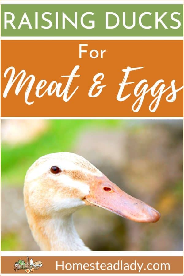 Raising Ducks for Meat & Eggs on the Homestead • Homestead Lady