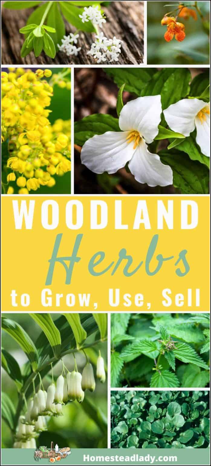 Woodland Herbs for Forest Farming • Homestead Lady