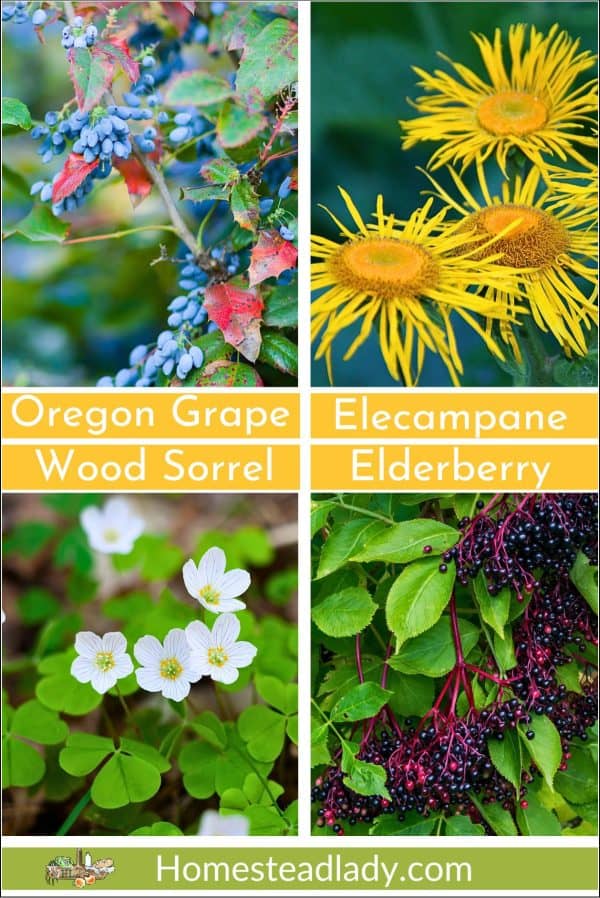 Woodland Herbs for Forest Farming • Homestead Lady