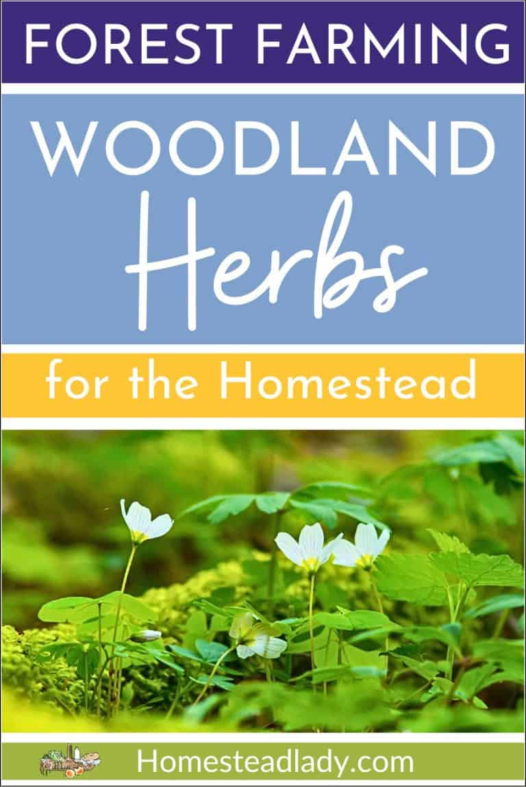 Woodland Herbs for Forest Farming • Homestead Lady