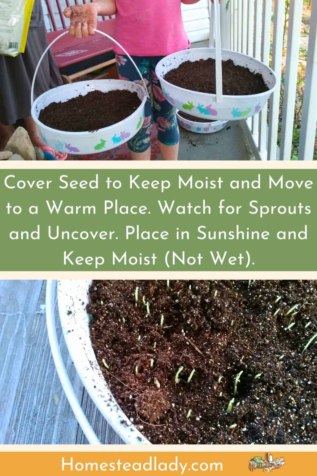 Alternative to Easter Grass: Living Easter Basket Tutorial • Homestead Lady